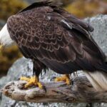 Ketchikan All In One - Who Will Enjoy This Tour?