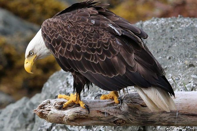 Ketchikan All In One - Who Will Enjoy This Tour?