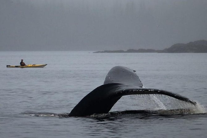 Ketchikan Kayak Eco-Tour - The Itinerary: What You Can Expect from the Ketchikan Kayak Eco-Tour