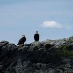 Ketchikan: Lighthouse, Totems & Eagles Excursion - The Itinerary in Detail