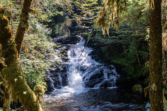 Ketchikan Magical Old-Growth Creek Trek Guided Tour - Discover the Magic of Ketchikan’s Old-Growth Forests with a Guided Trek