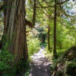Ketchikan Magical Old-Growth Creek Trek Guided Tour - An In-Depth Look at the Ketchikan Old-Growth Creek Trek
