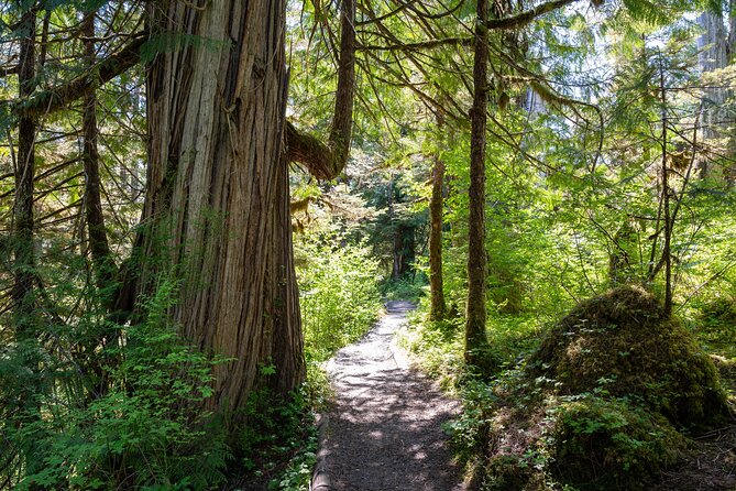 Ketchikan Magical Old-Growth Creek Trek Guided Tour - An In-Depth Look at the Ketchikan Old-Growth Creek Trek