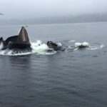 Ketchikan: Marine Wildlife and Whale Watching Boat Tour - The Itinerary: What to Expect