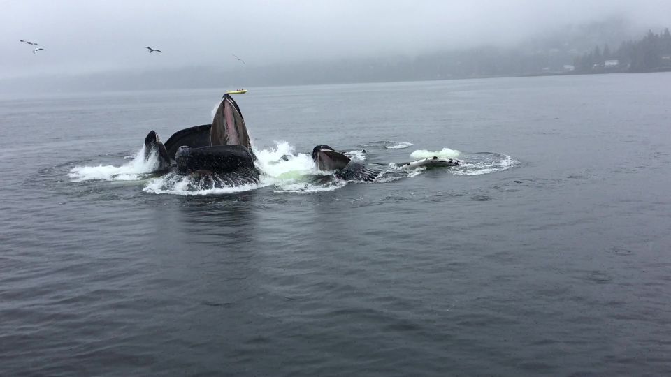 Ketchikan: Marine Wildlife and Whale Watching Boat Tour - The Itinerary: What to Expect