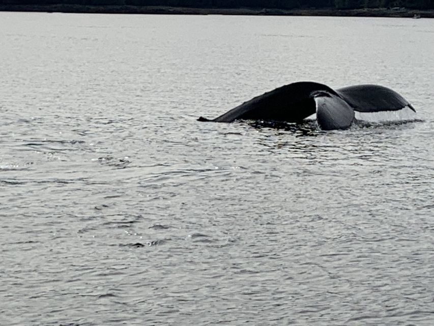 Ketchikan: Marine Wildlife and Whale Watching Boat Tour - Practical Tips for Your Trip