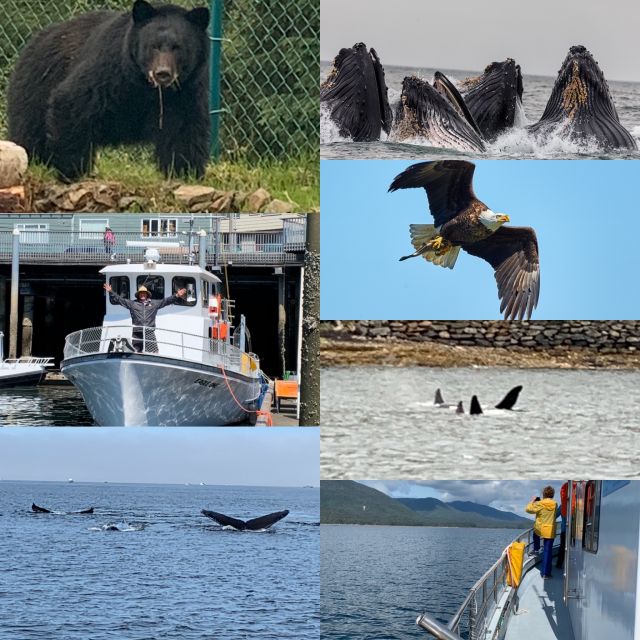 Ketchikan: Marine Wildlife and Whale Watching Boat Tour - Final Thoughts