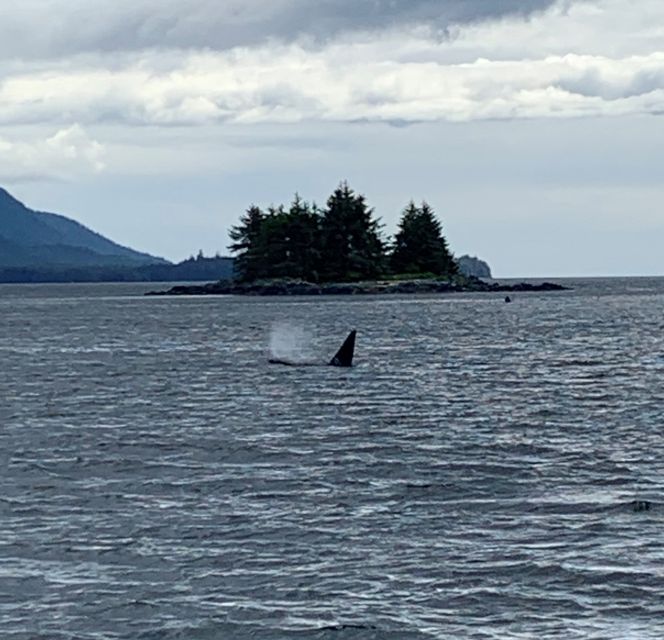 Ketchikan: Marine Wildlife and Whale Watching Boat Tour - FAQs