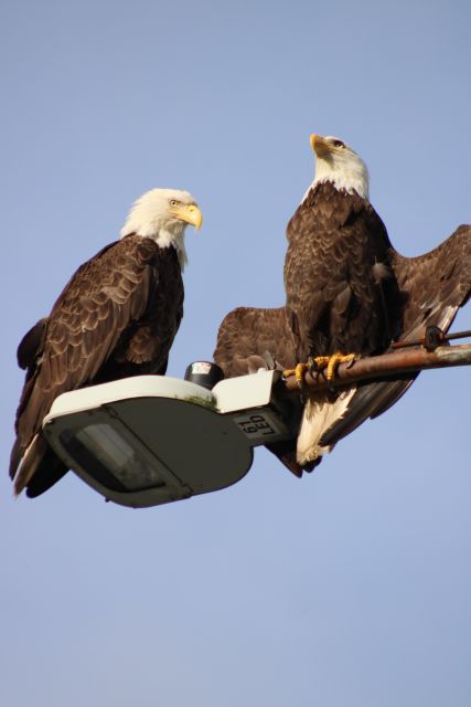 Ketchikan Photo Safari - Authentic Experiences and Genuine Insights