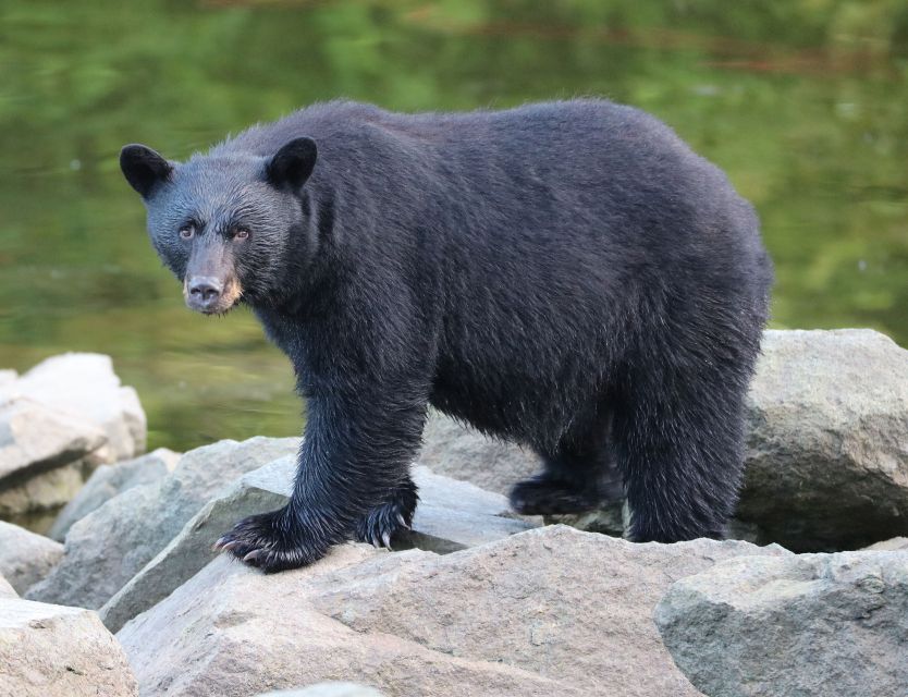 Ketchikan: Potlatch Park, City and Wildlife Private Van Tour - An In-Depth Look at the Ketchikan Private Van Tour