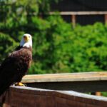 Ketchikan Rainforest Sanctuary and Totem Park - The Historic Sawmill and Totem Carving