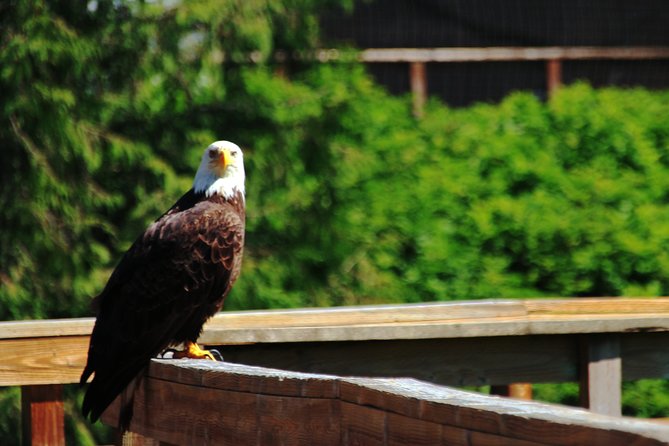 Ketchikan Rainforest Sanctuary and Totem Park - The Historic Sawmill and Totem Carving