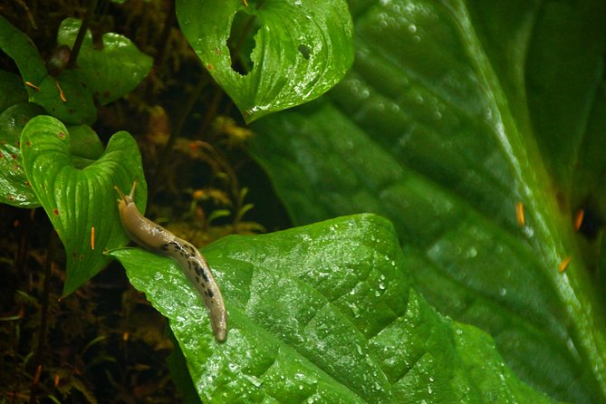 Ketchikan Rainforest Sanctuary and Totem Park - The Sum Up: Who Should Book This Tour?