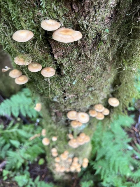 Ketchikan: Tongass Forest Alaska Bigfoot ATV Ride and Hike - Introduction