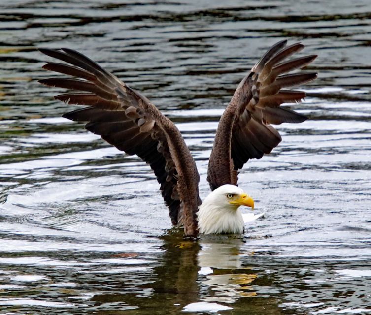 Ketchikan: Totem Pole, Wildlife & City Trolley Tour - An In-Depth Look at the Tour Experience