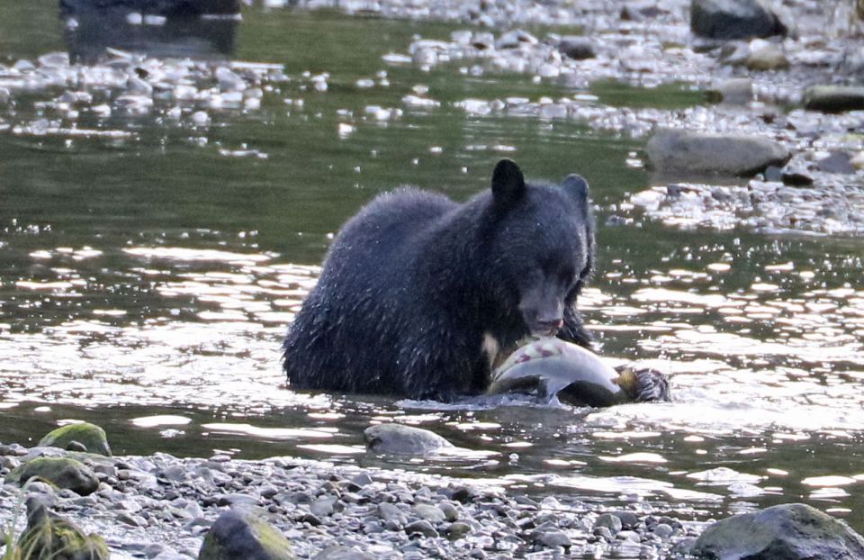 Ketchikan: Totem Pole, Wildlife & City Trolley Tour - Who Will Love This Tour?