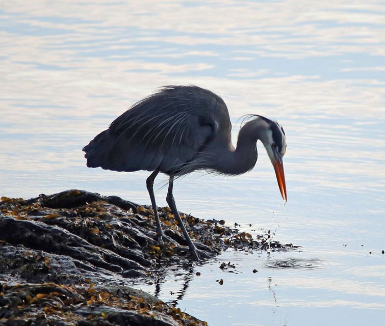 Ketchikan: Totem Pole, Wildlife & City Trolley Tour - Final Thoughts