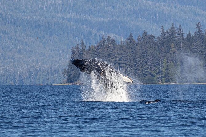 Ketchikan Whale Watching and Nature Tour - An In-Depth Look at the Ketchikan Whale Watching and Nature Tour