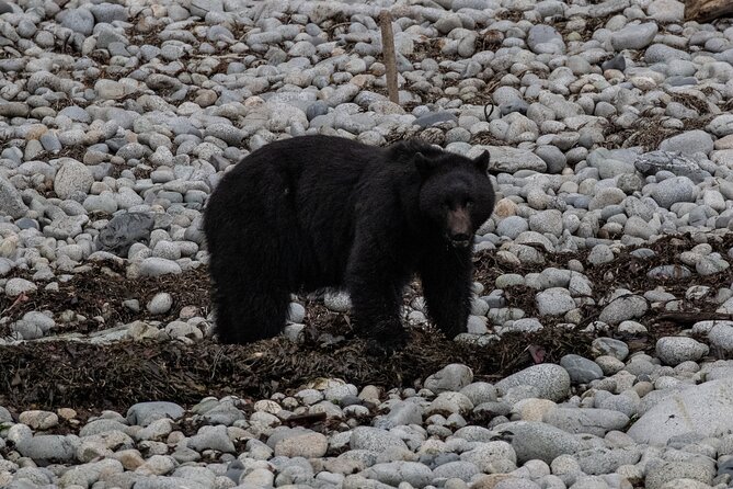 Ketchikan Whale Watching and Nature Tour - Final Thoughts