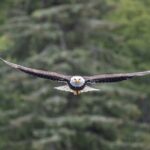 Ketchikan Whale Watching and Nature Tour - FAQ