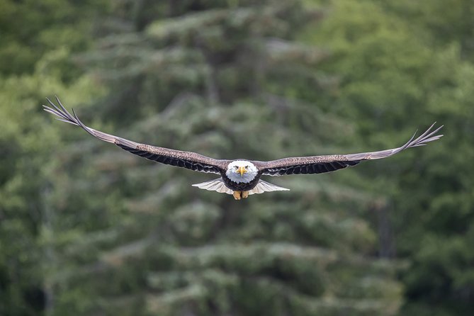 Ketchikan Whale Watching and Nature Tour - FAQ