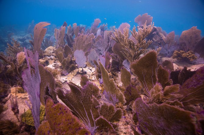 Key Largo 2 Tank Dive trip - Who Should Book This Tour?