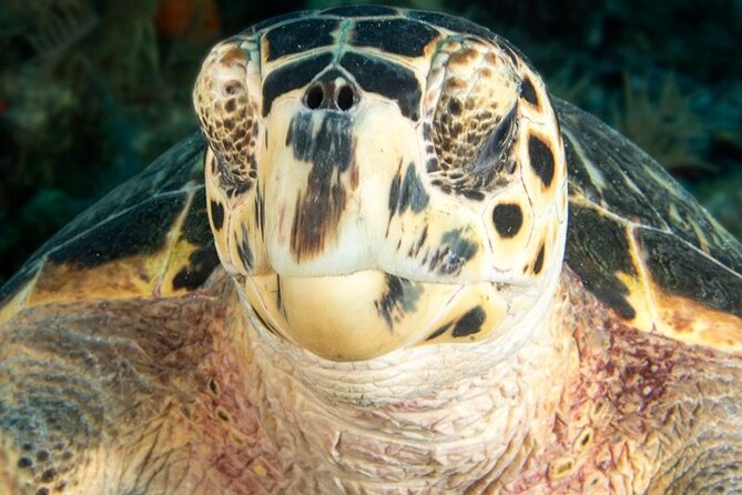 Key Largo 2-tank Scuba Dive Trip within Pennekamp Reserve - What the Trip Looks Like: An Itinerary Breakdown