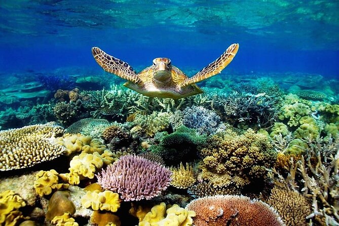 Key Largo Coral Reef Park and Sunset Celebration - Introduction: What to Expect from This Tour