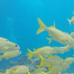 Key Largo: Discover Scuba Diving Experience - What Makes This Tour Stand Out