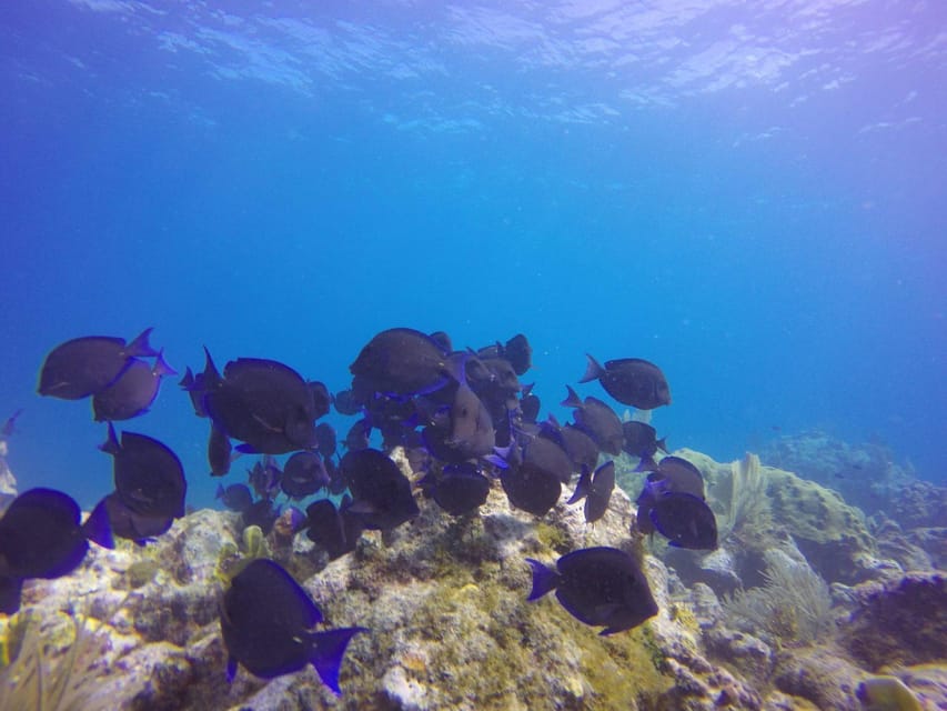 Key Largo: Molasses Reef Novice to Intermediate Dive - Deep Dive into the Itinerary