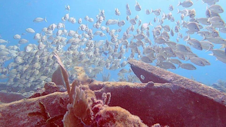 Key Largo: Molasses Reef Novice to Intermediate Dive - FAQs about the Molasses Reef Novice to Intermediate Dive