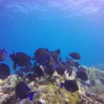 Key Largo: Scuba Refresher Course - Why This Course Offers Good Value