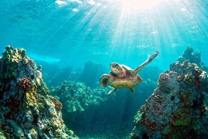 Key Largo Snorkeling Trips & Sandbar Tours - An In-Depth Look at the Snorkeling Experience