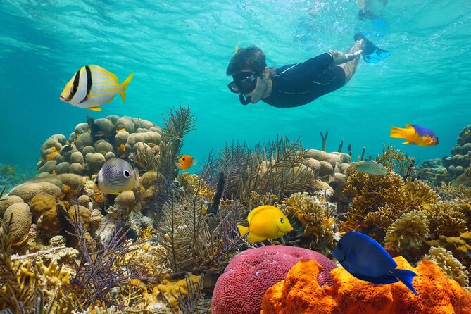 Key West: 3hr Snorkeling Experience with Unlimited Drinks - An In-Depth Look at the Snorkeling Tour
