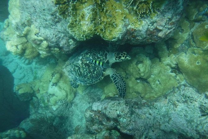 Key West Afternoon Reef Snorkeling with Open Bar - Frequently Asked Questions