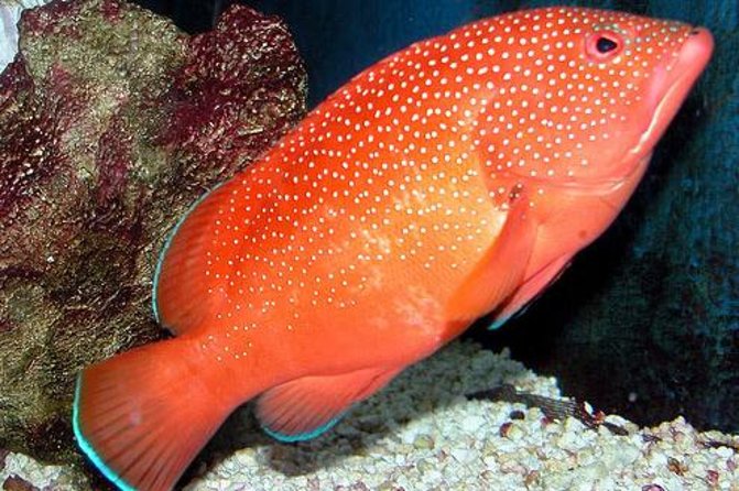 Key West Aquarium Admission - The Detailed Breakdown of the Visit