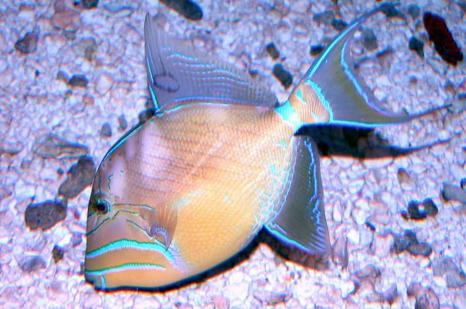 Key West Aquarium Tickets - FAQs