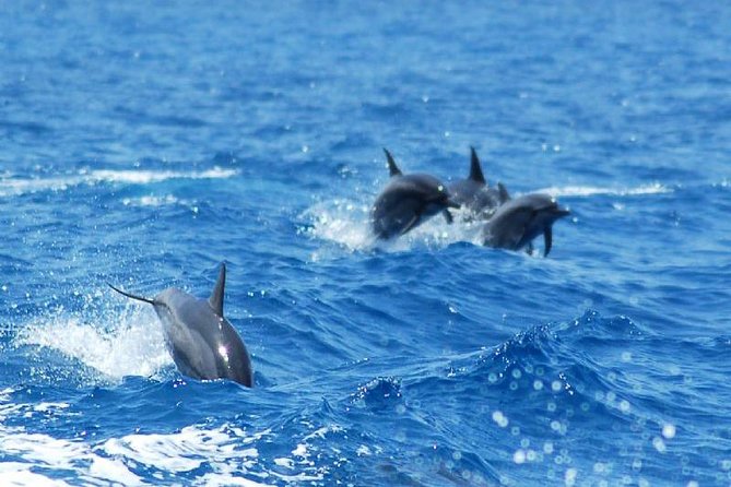 Key West Dolphin and Snorkel Experience - FAQ