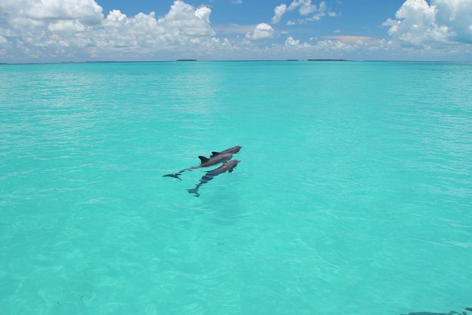 Key West Dolphin Watch and Snorkel Tour - Eco Adventure - Detailed Analysis: What Makes This Tour Stand Out?