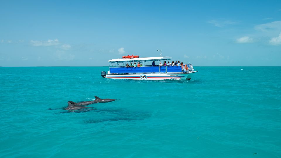 Key West: Dolphin Watching and Snorkeling Eco Cruise Tour - Authentic Experiences from Past Guests
