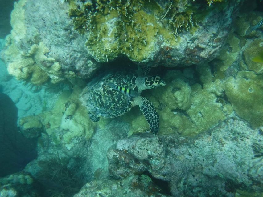 Key West: Dolphin Watching and Snorkeling Sunset Cruise - Practical Tips for Booking