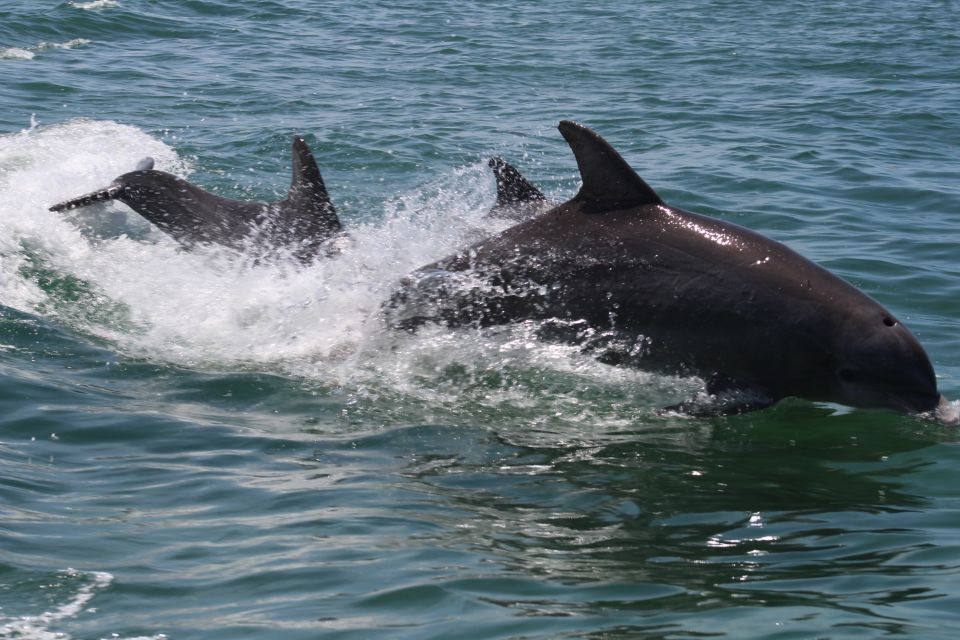 Key West: Dolphin Watching and Snorkeling Sunset Cruise - Who Is This Tour Best For?