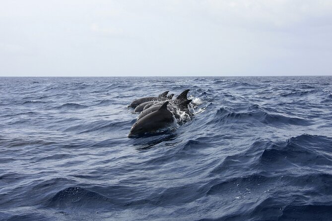 Key West: Dolphin Watching cruise & Snorkeling unlimited beer & soda - A Closer Look at the Experience