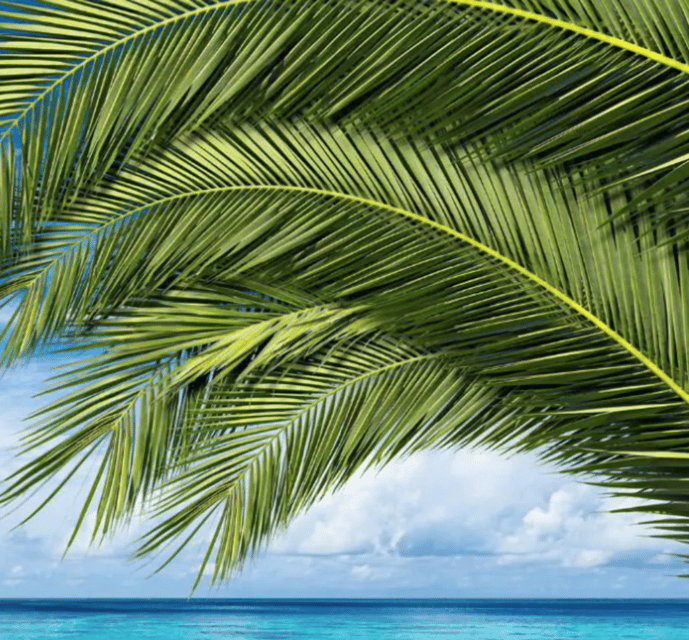 Key West: Luggage Services - Why You Might Consider This Luggage Service