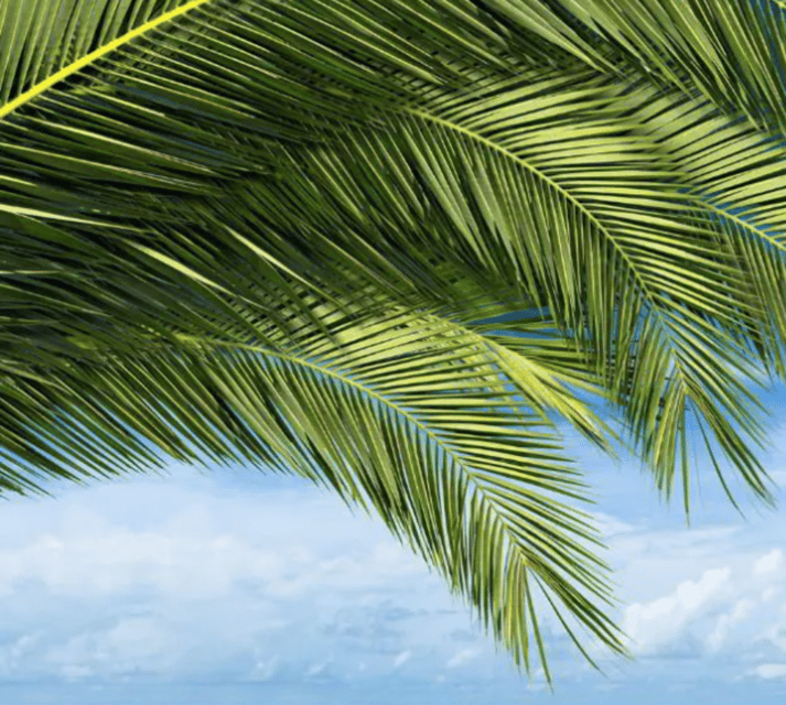 Key West: Luggage Services - Practical Details and What to Expect