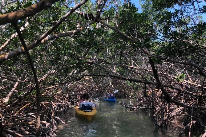 Key West Mangrove Kayak Eco Tour - Practical Tips for Your Tour