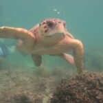 Key West SNUBA Experience - What You Can Expect Underwater