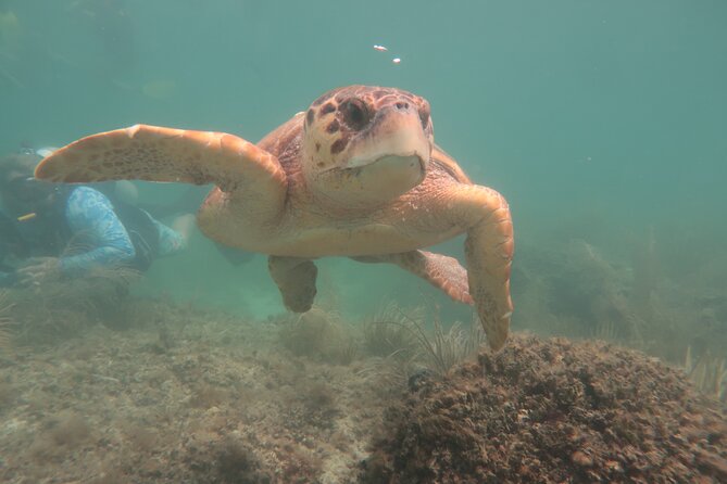 Key West SNUBA Experience - What You Can Expect Underwater