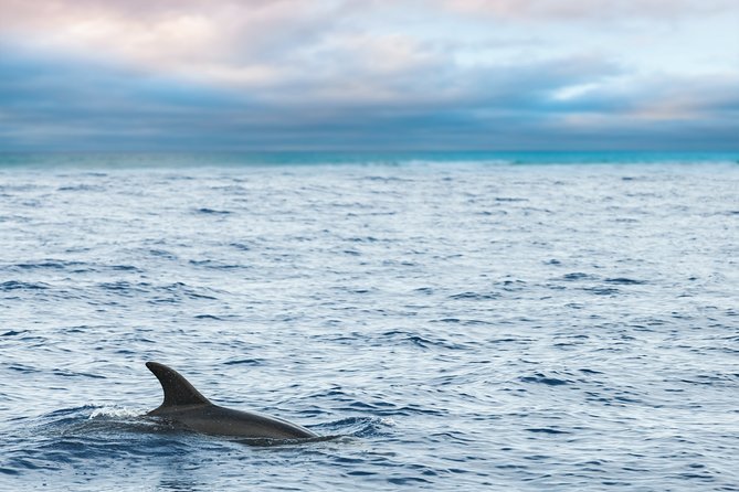 Key West Sunset Sail: Dolphin Watching, Wine, and Tapas - The Itinerary: What to Expect