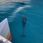 Key West Sunset Sail: Dolphin Watching, Wine, and Tapas - The Value of the Experience